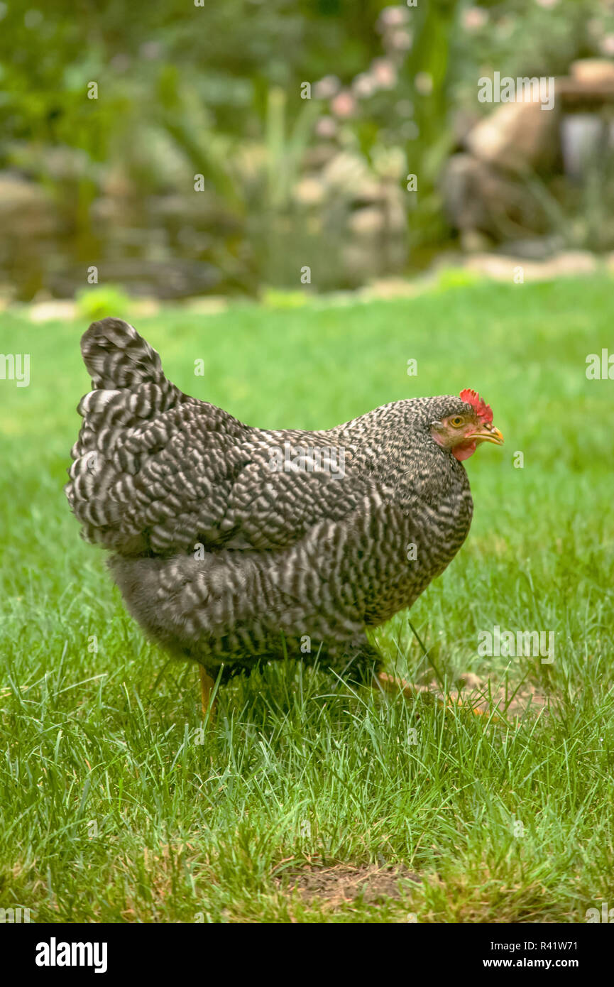 Penny henny hi-res stock photography and images - Alamy
