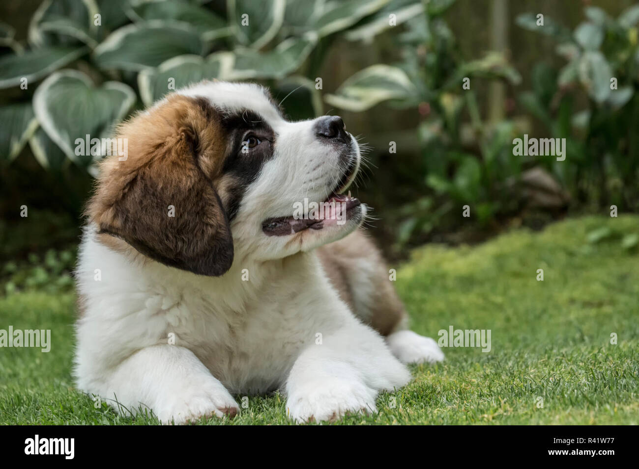 Renton, Washington State, USA. Three month old Saint Bernard puppy ...