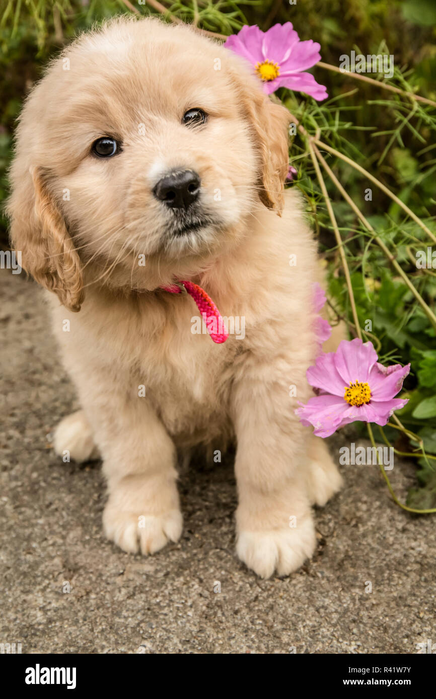 Issaquah, Washington State, USA. Cute seven week Goldendoodle puppy ...
