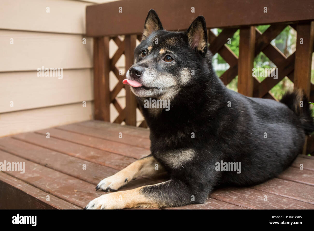 Issaquah, Washington State, USA. Three year old Shiba Innu reclining on ...