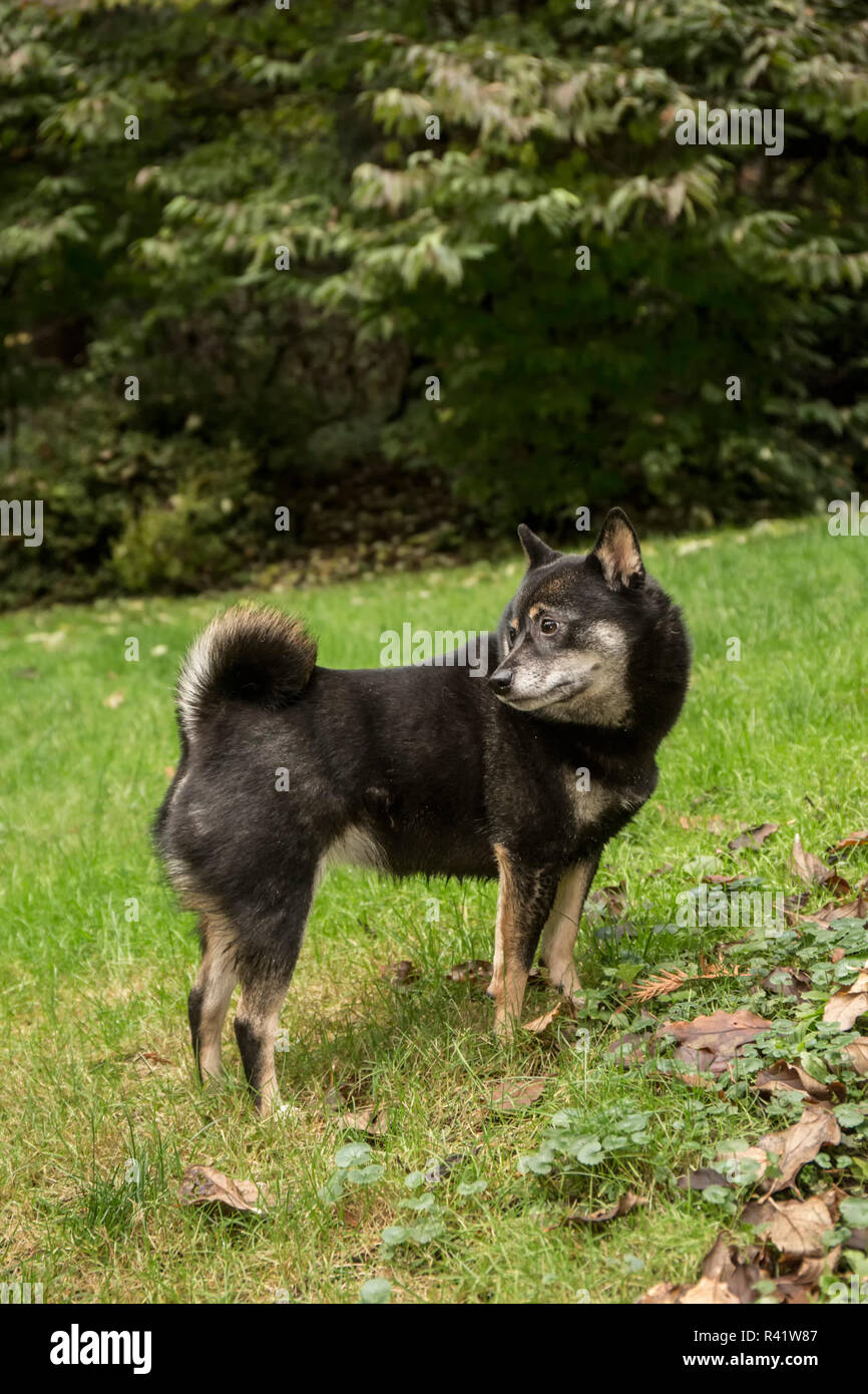 Issaquah, Washington State, USA. Three year old Shiba Innu posing on ...