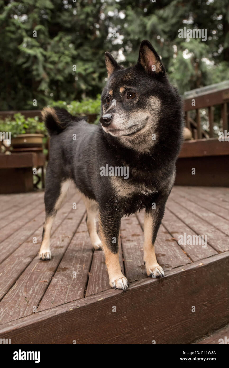 Issaquah, Washington State, USA. Portrait of a three year old Shiba ...