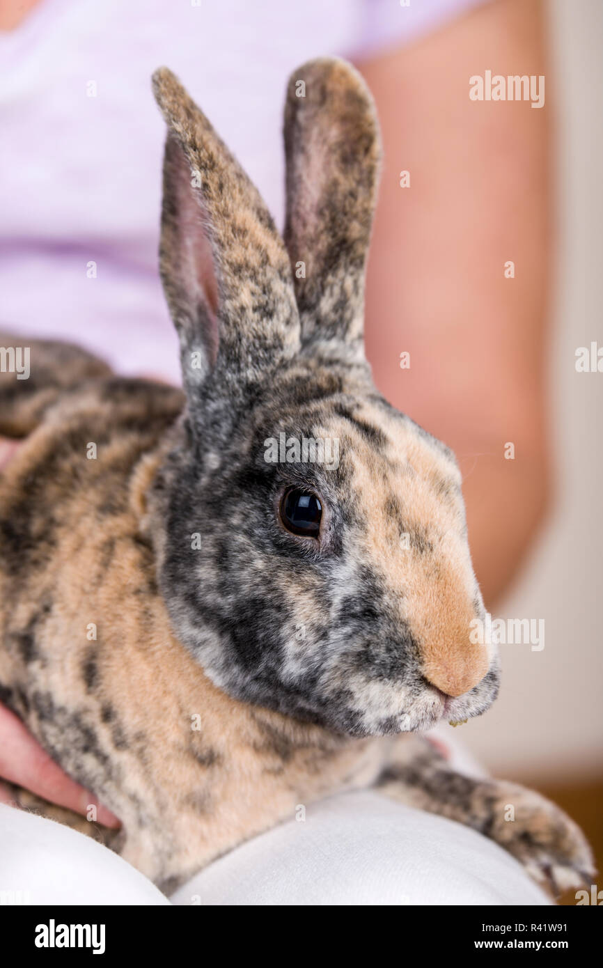 Woman holding a Harlequin Mini Rex pet rabbit. (PR,MR Stock Photo - Alamy