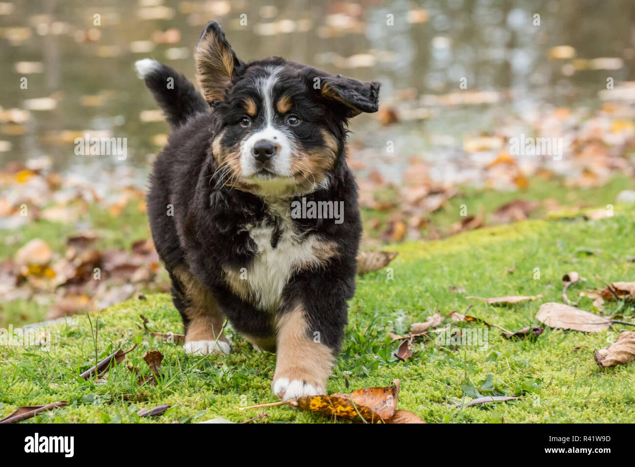 Bernese Mountain Dog Corgi Mix