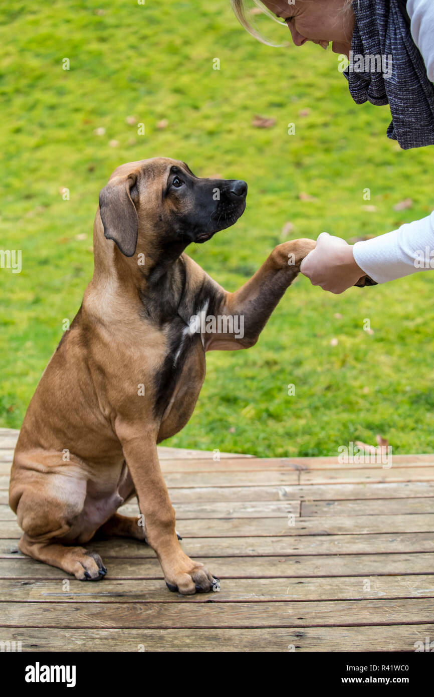Woman rhodesian ridgeback hi-res stock photography and images - Alamy