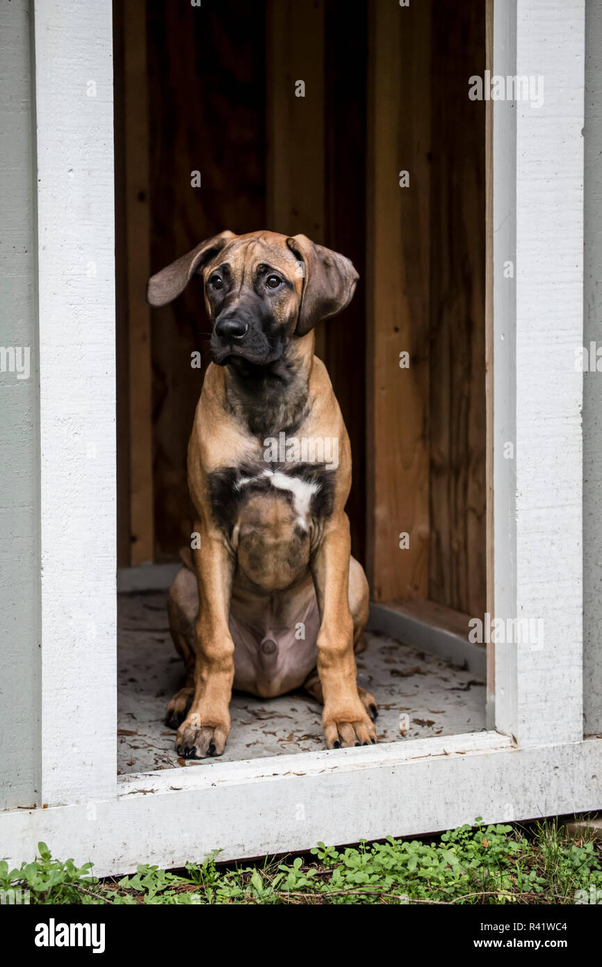 Rhodesian Ridgeback German Shepherd Boxer Mix