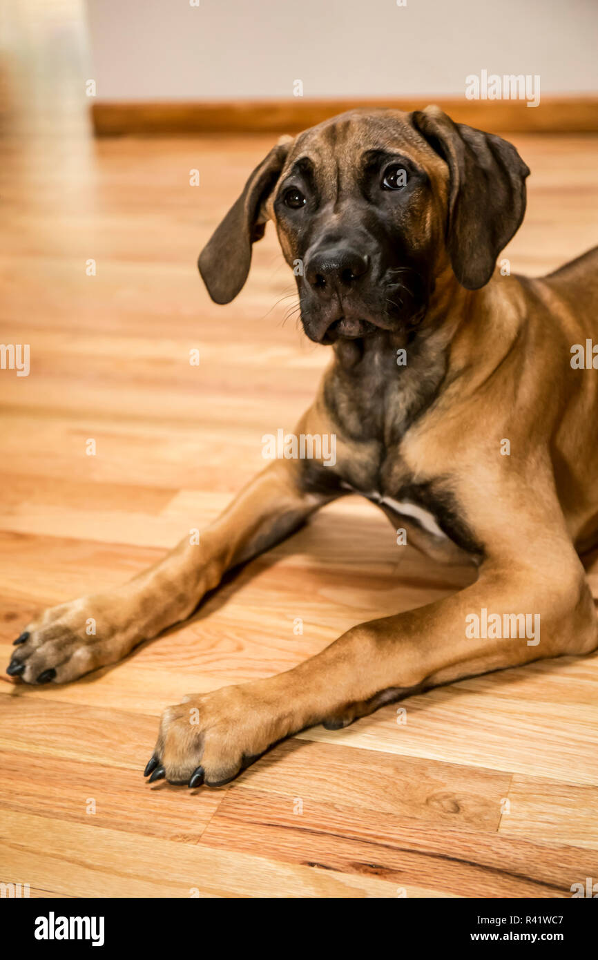 Rhodesian ridgeback puppy hi-res stock photography and images - Alamy