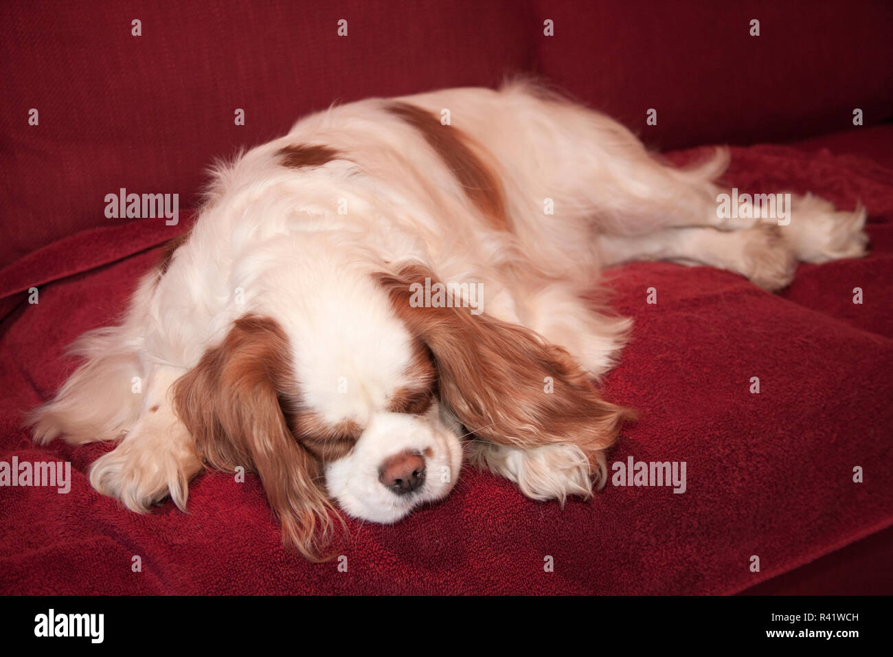 Mandy, a Cavalier King Charles Spaniel, sleeping on a towel-covered ...