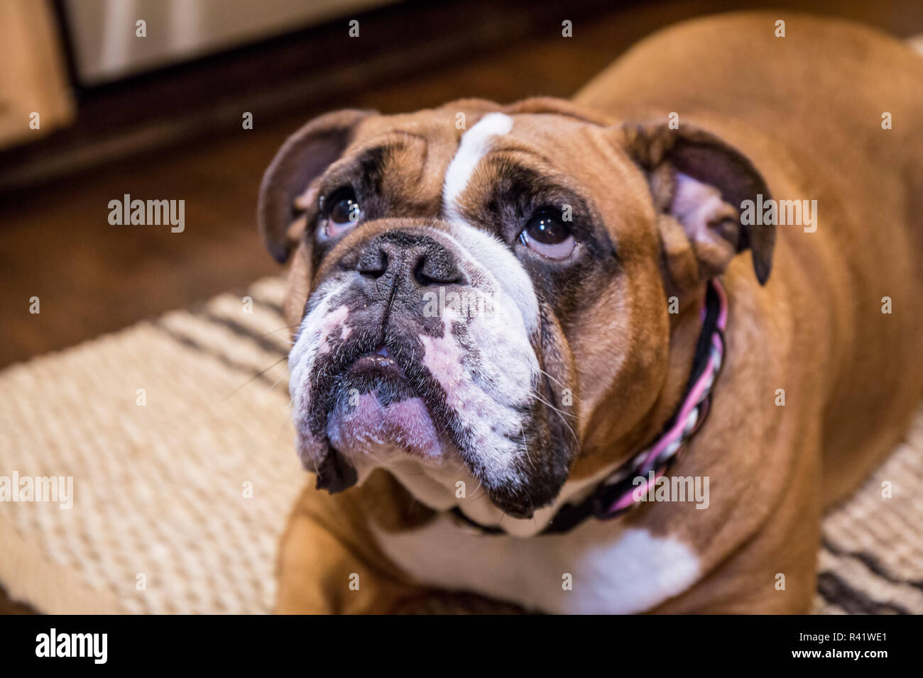 English Bulldog, on a 'down' and 'stay' command, hopeful for a treat ...