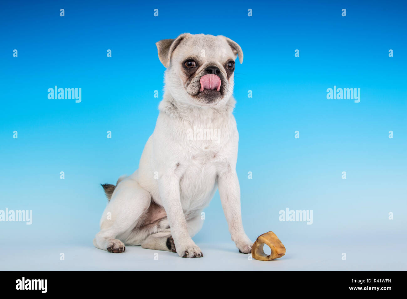 Hungry Pug High Resolution Stock Photography and Images - Alamy