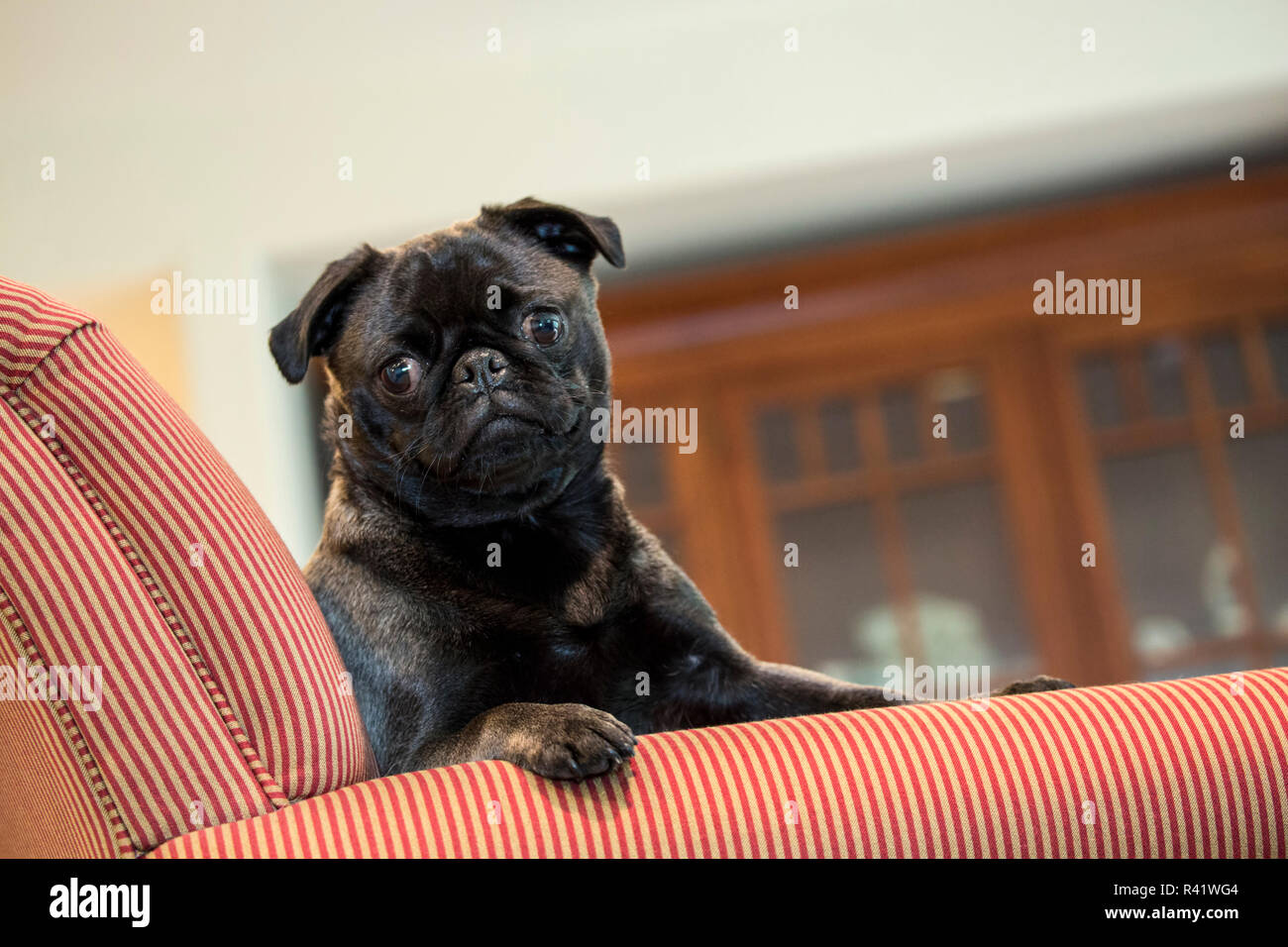 Pug chair hi-res stock photography and images - Alamy