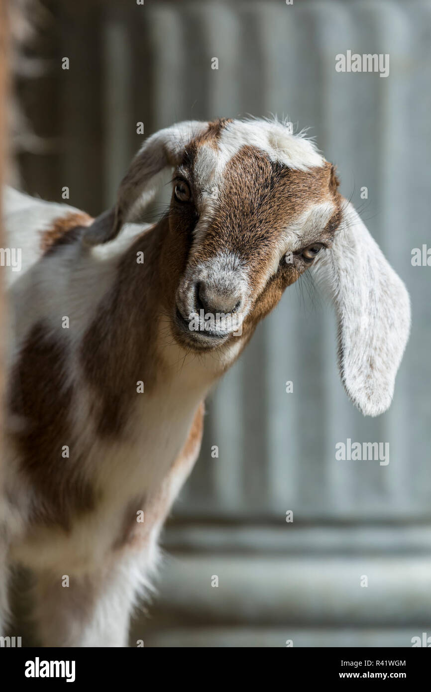 Issaquah, Washington State, USA. 12 day old mixed breed Nubian and Boer ...