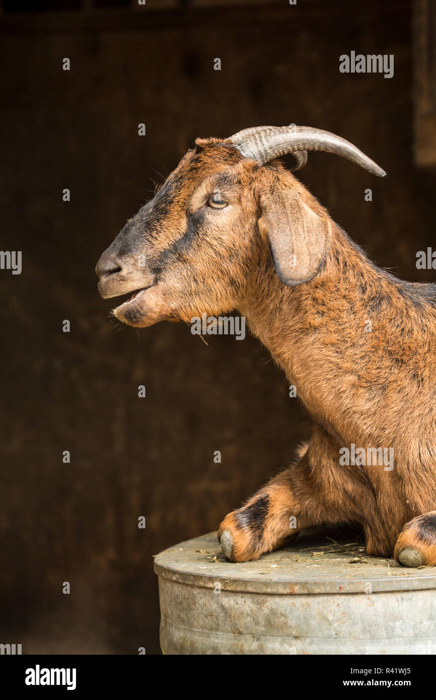 Reclining goat hi-res stock photography and images - Alamy