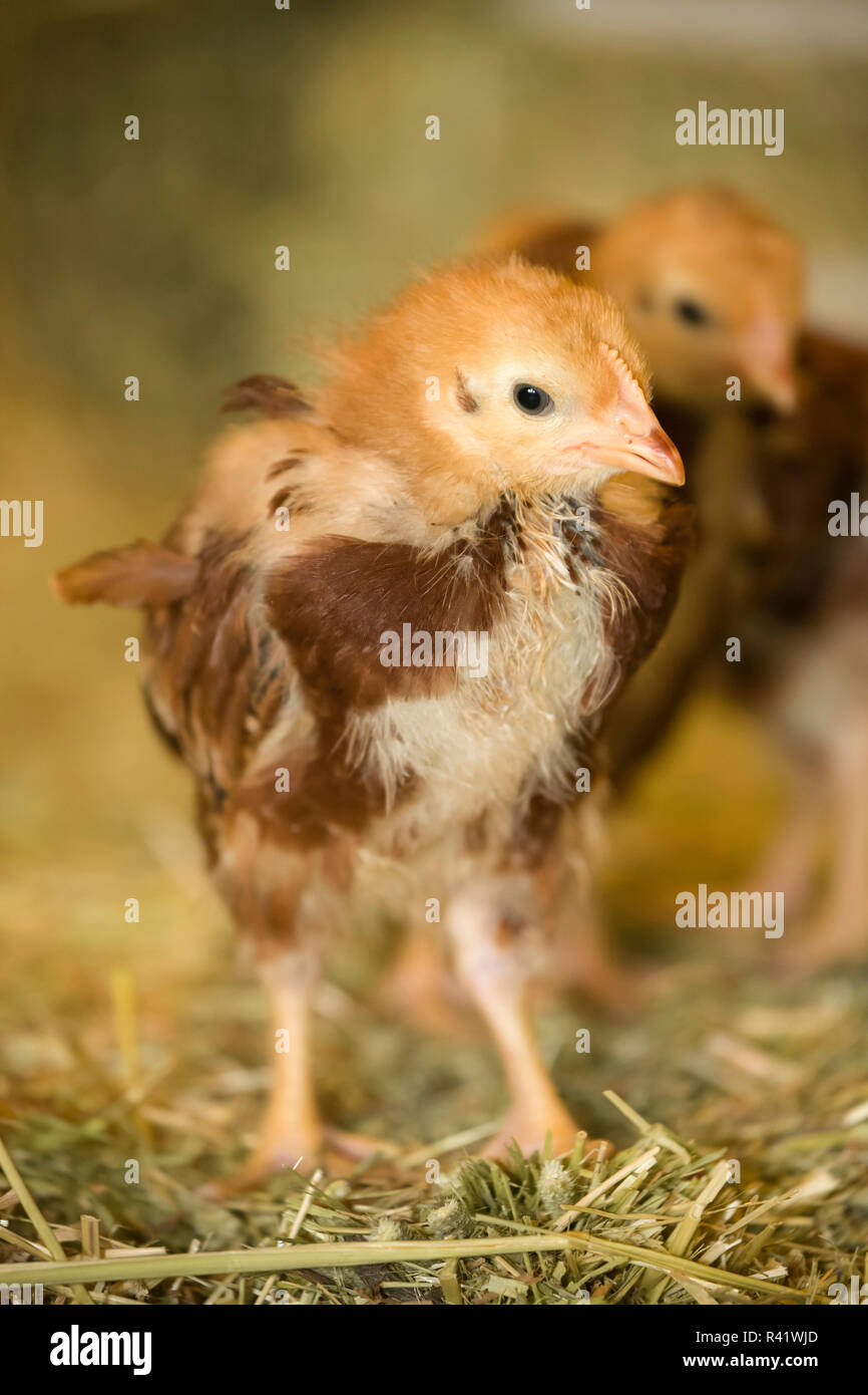 Rhode island red chick hi-res stock photography and images - Alamy