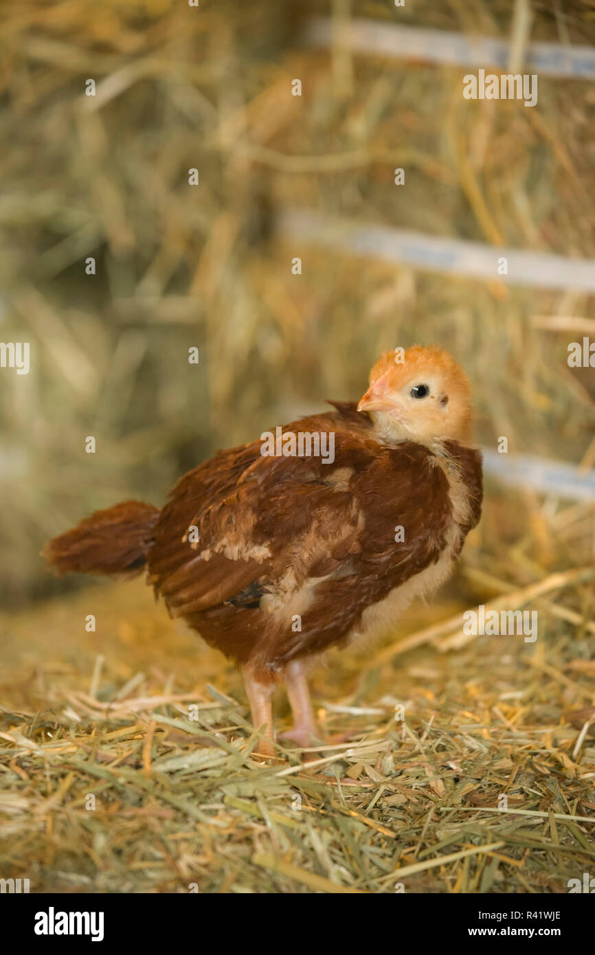 Rhode island red chick hi-res stock photography and images - Alamy