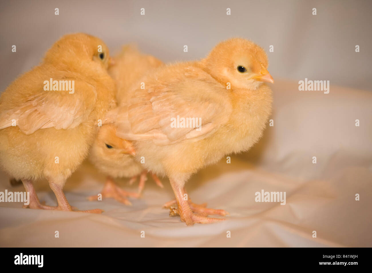 Buff Rock Chicks