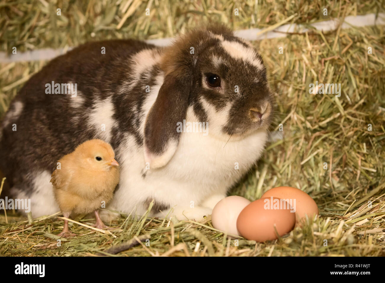 Buff Orpington chick and lop eared bunny next to eggs, on a hay bale ...
