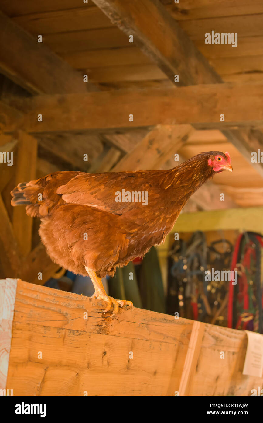 Rhode Island Red hen at liberty in a barn. (PR Stock Photo - Alamy