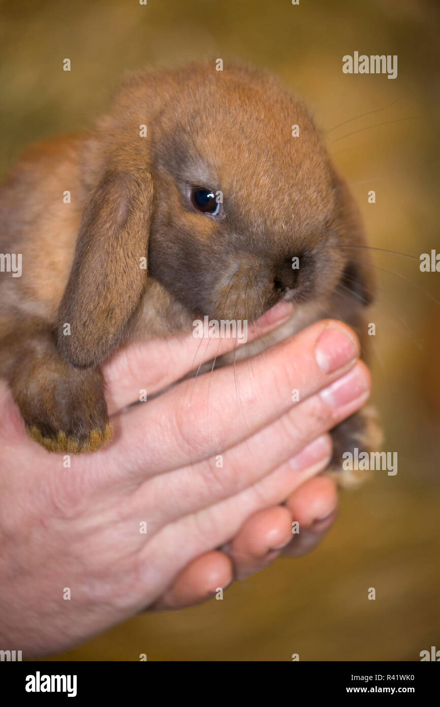 Lop Eared bunny being held tenderly by a man. (PR,MR Stock Photo - Alamy