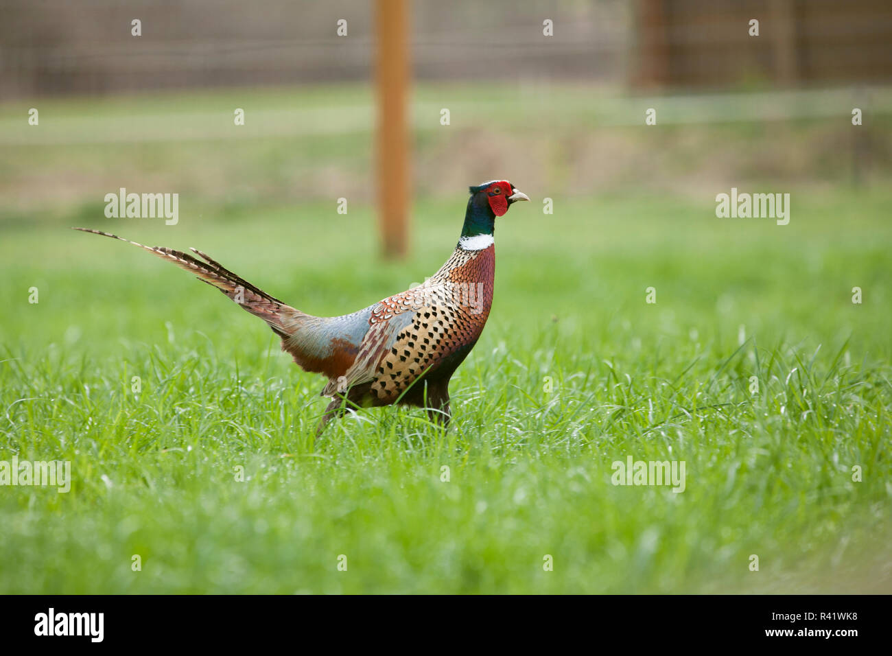Fall City, Washington State, USA. Male Ring-necked Pheasant at liberty ...