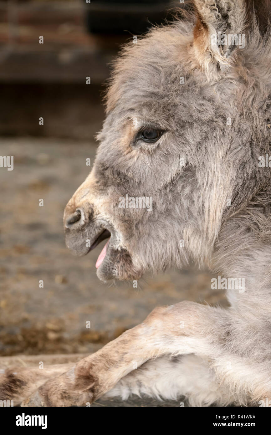 Donkey colt hi-res stock photography and images - Alamy