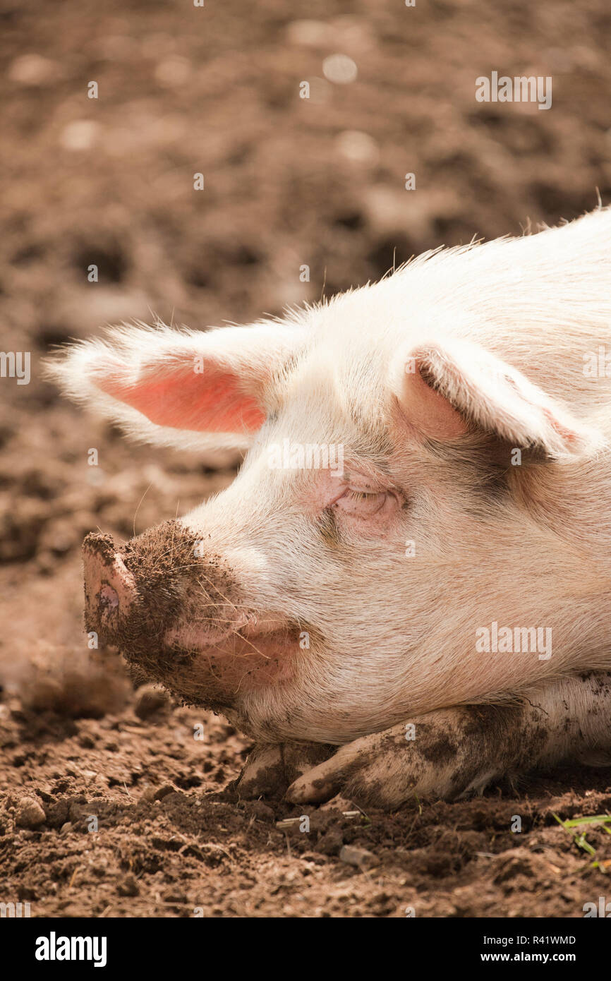 Carnation, Washington State, USA. Gloucestershire Old Spots pig with a ...