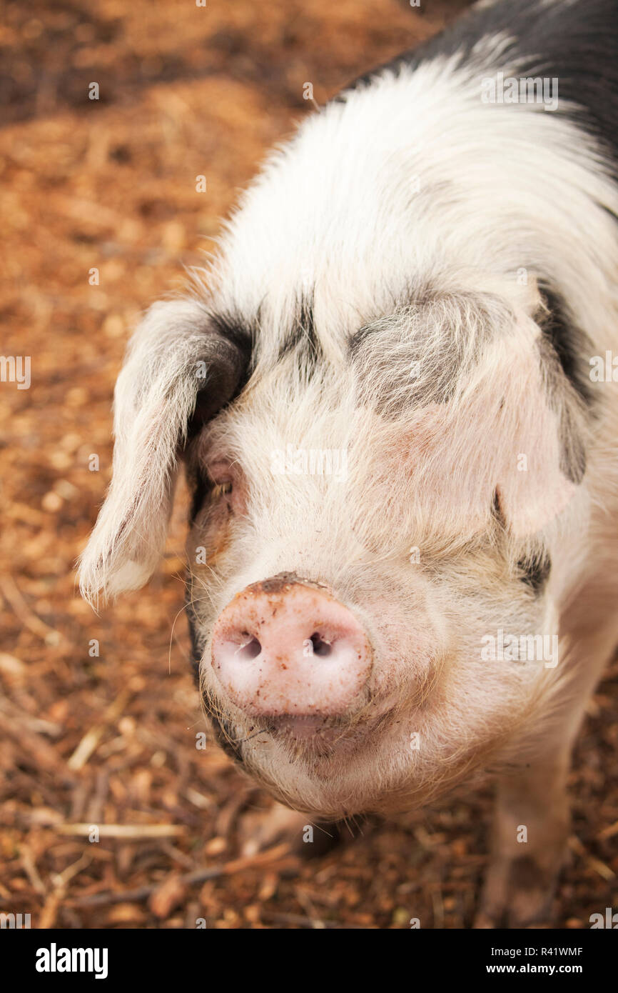 Gloucestershire old spots pig hi-res stock photography and images - Alamy