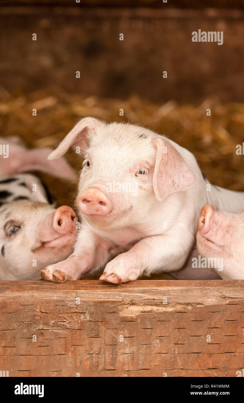 Carnation, Washington State, USA. Gloucestershire Old Spot piglet ...