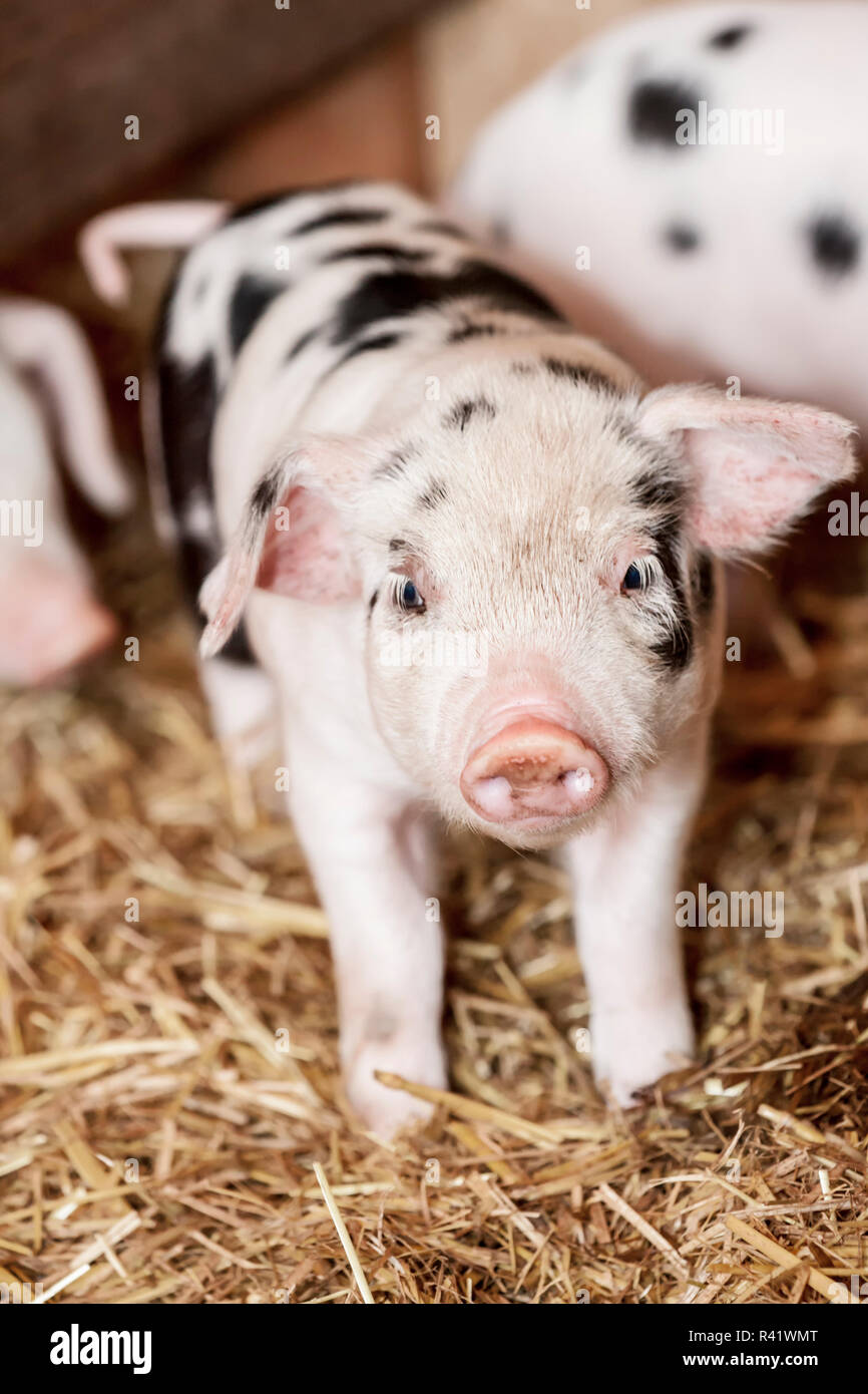 Carnation, Washington State, USA. Gloucestershire Old Spot piglets ...