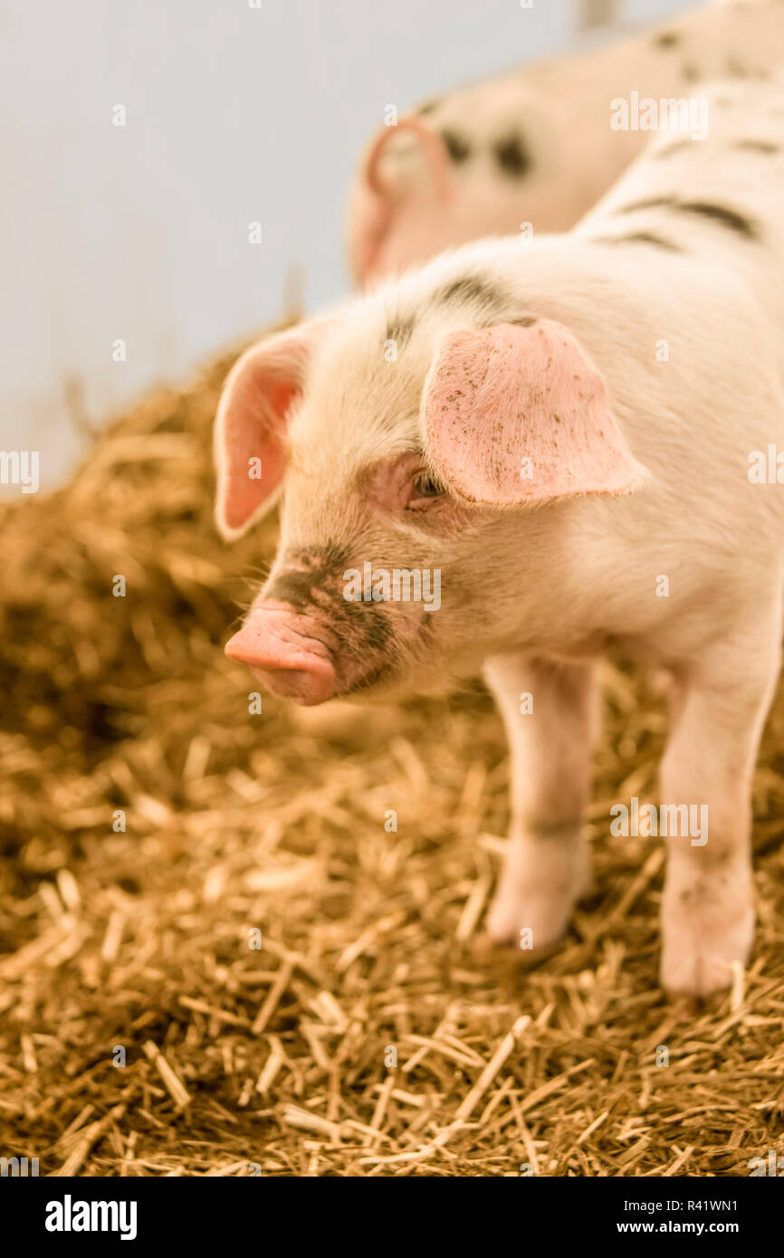 Carnation, Washington State, USA. Gloucestershire Old Spots piglet ...