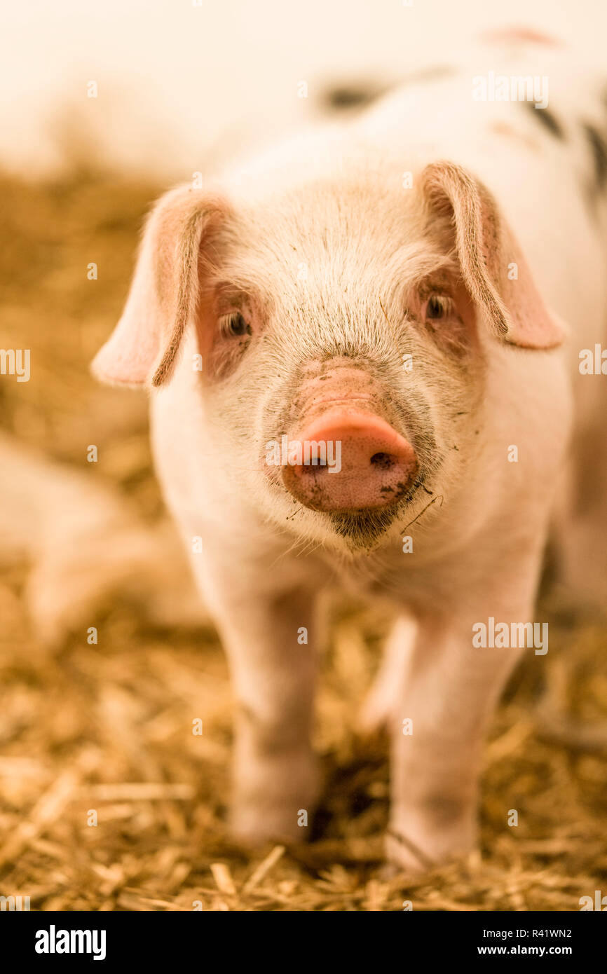 Carnation, Washington State, USA. Gloucestershire Old Spots piglet ...