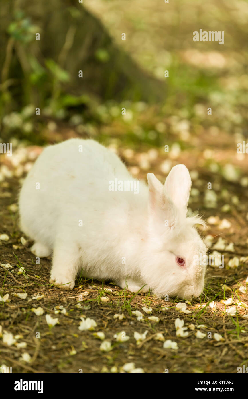 Issaquah, Washington State, USA. Bunny enjoying free ranging on spring ...