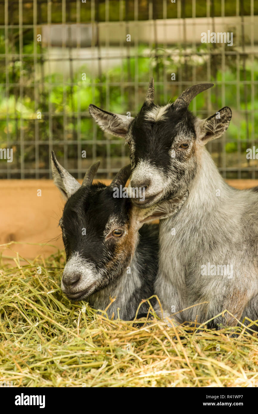 Issaquah, Washington State, USA. Two young African Pygmy goat kids ...