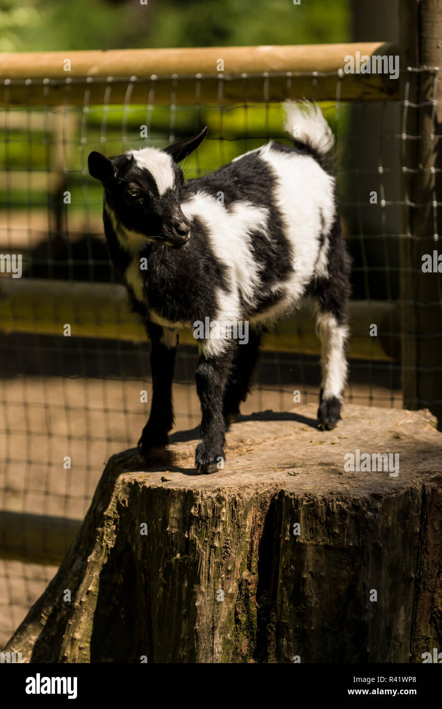 Pygmy goat kid hi-res stock photography and images - Alamy