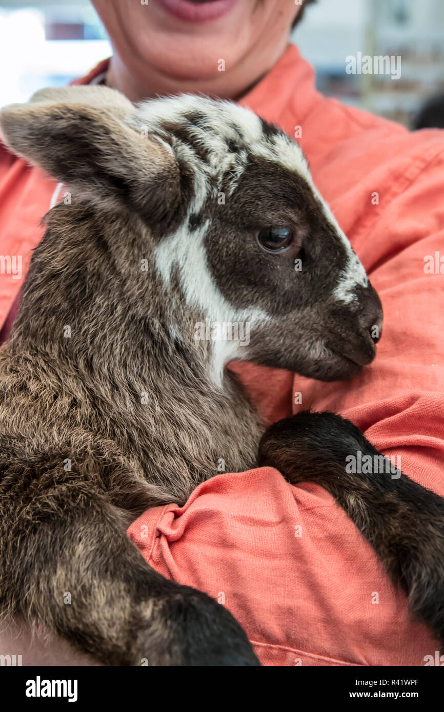 Katahdin sheep hi-res stock photography and images - Alamy