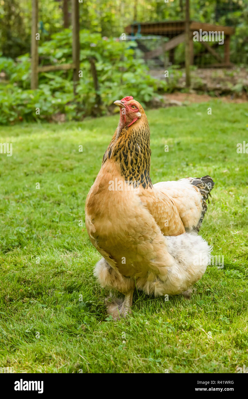 Buff brahma hen hi-res stock photography and images - Alamy