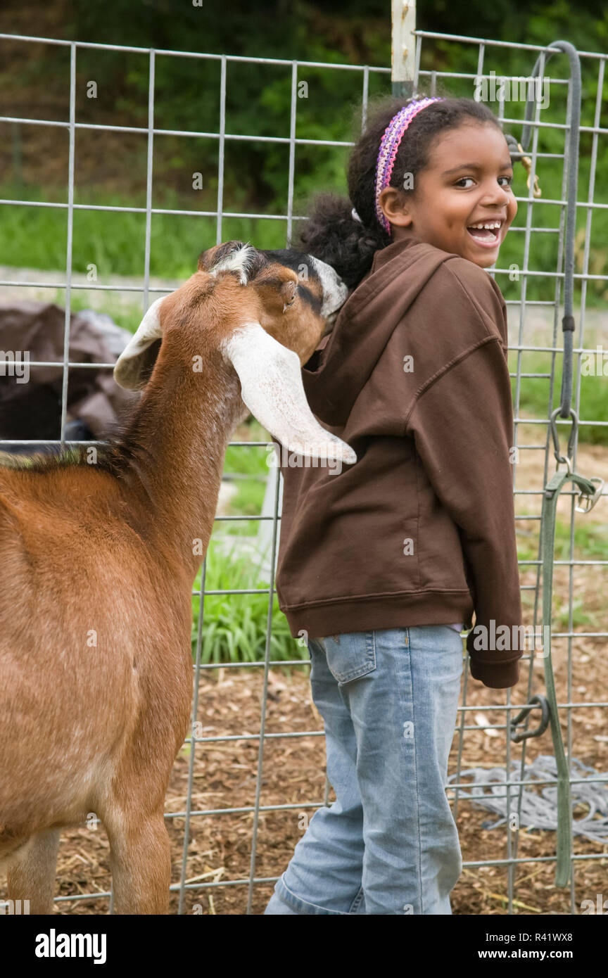 Bellevue, Washington State, USA. Nubian Goat sniffing an 8 year old ...