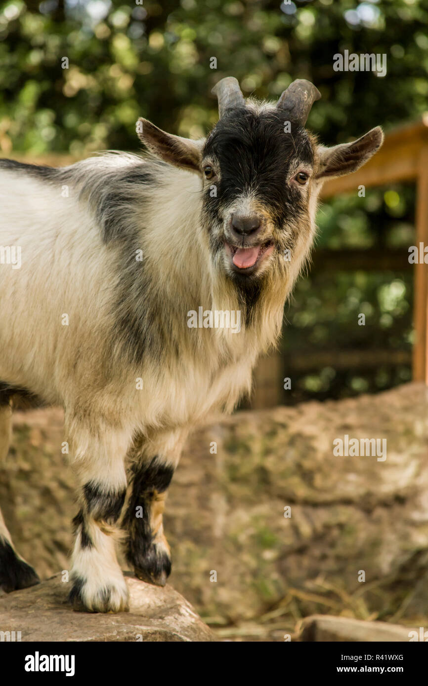 Issaquah, Washington State, USA. African Pygmy goat calling Stock Photo ...
