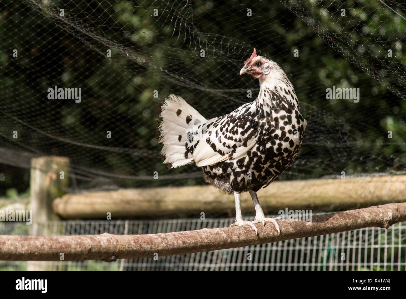 Silver spangled hamburg chicken hi-res stock photography and images - Alamy