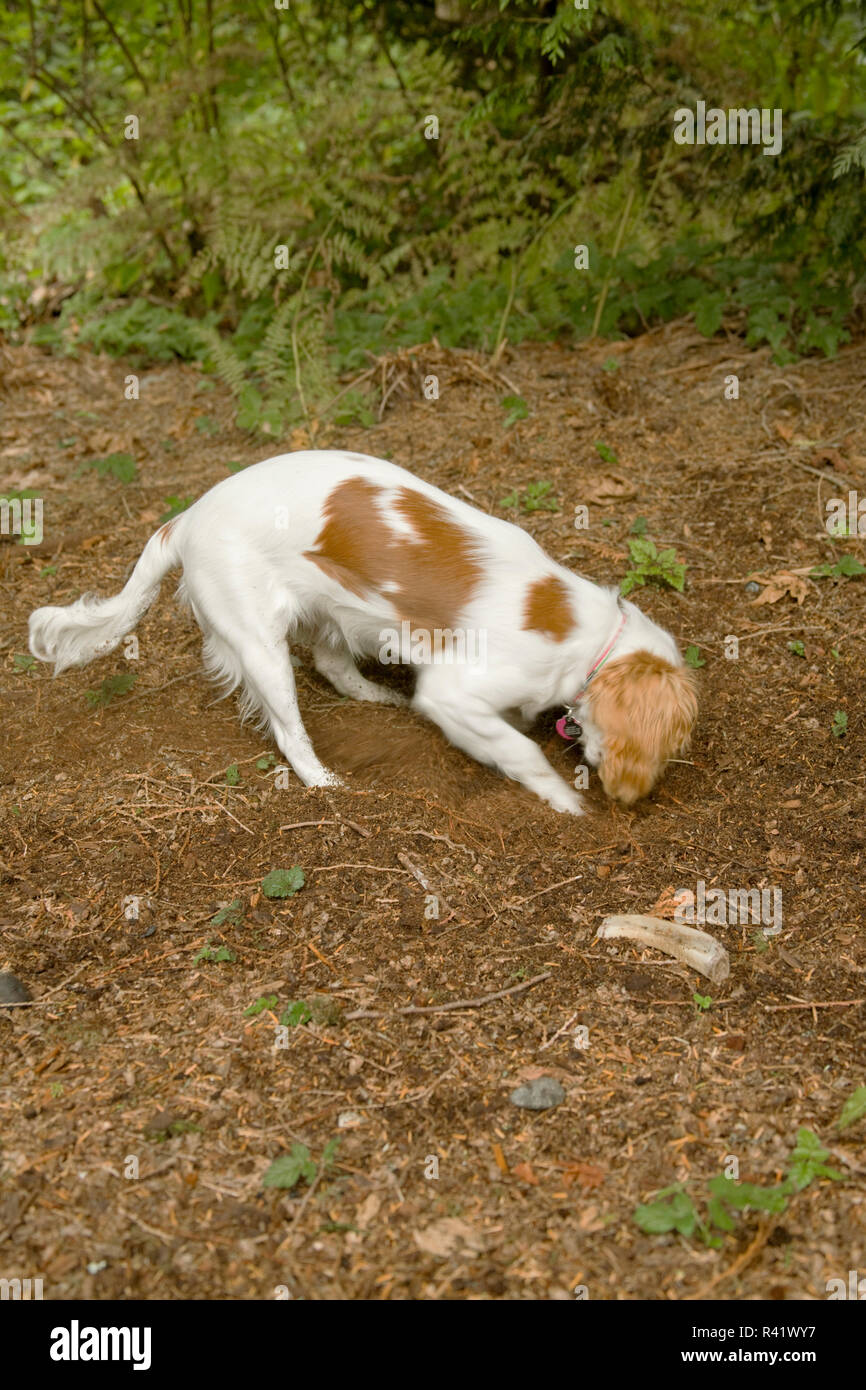 Burying bone hi-res stock photography and images - Alamy