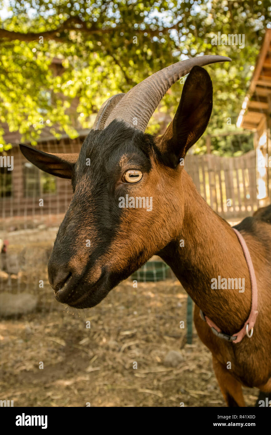 Oberhasli Goat