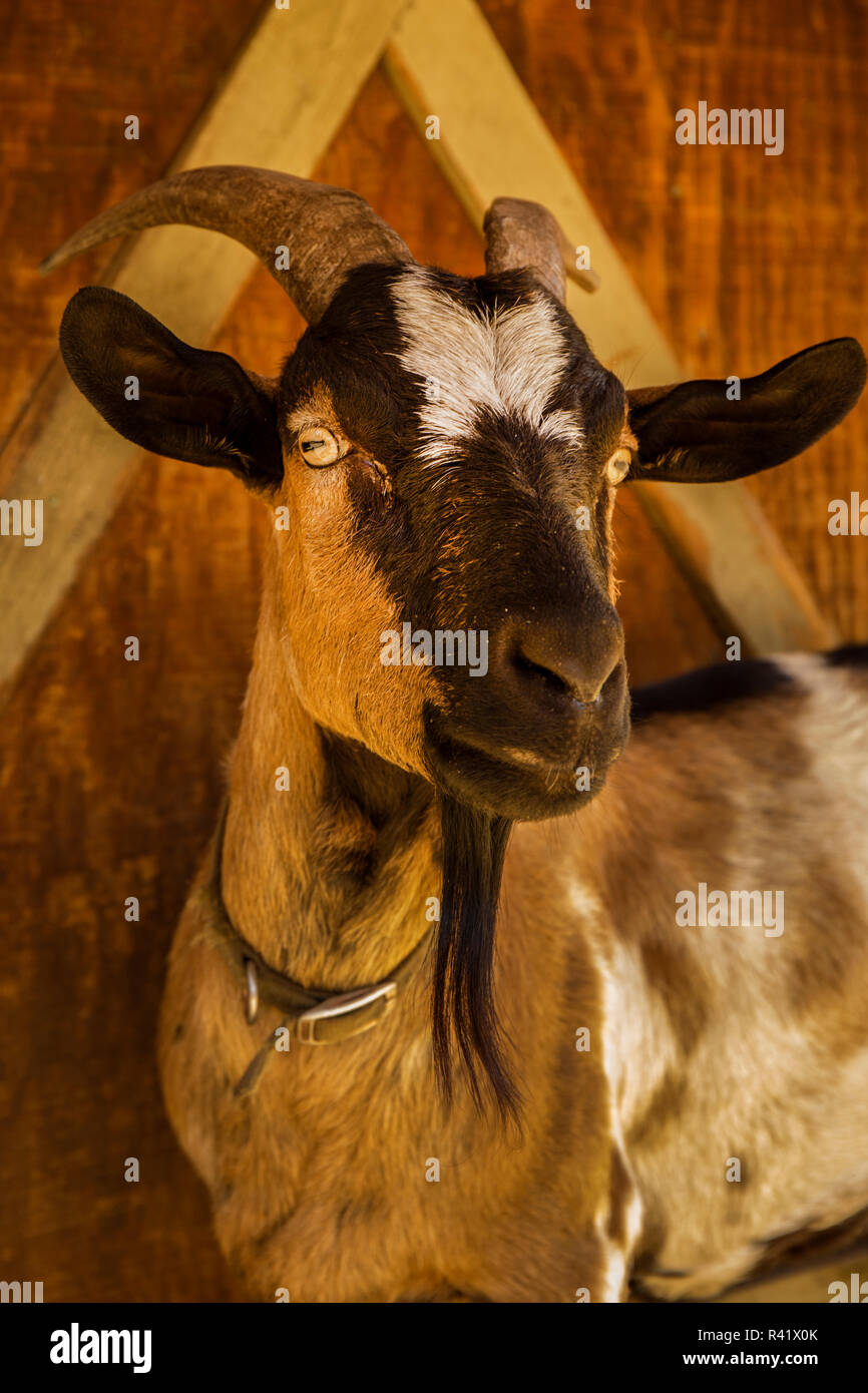 Alpine dairy goat hi-res stock photography and images - Alamy