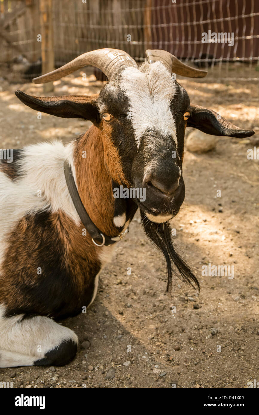 Alpine dairy goat hi-res stock photography and images - Alamy