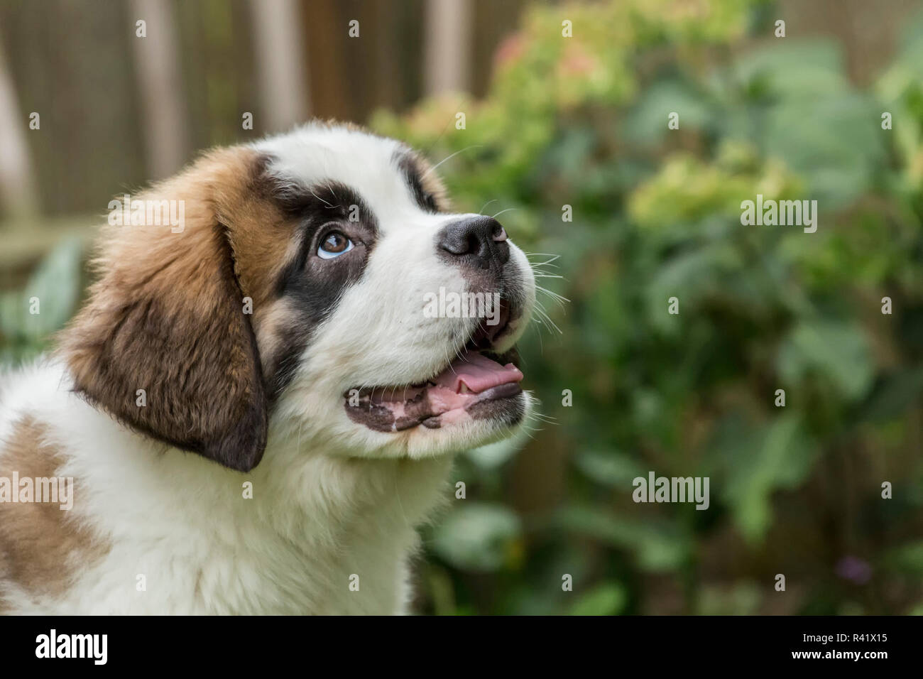 Good behavior hi-res stock photography and images - Alamy