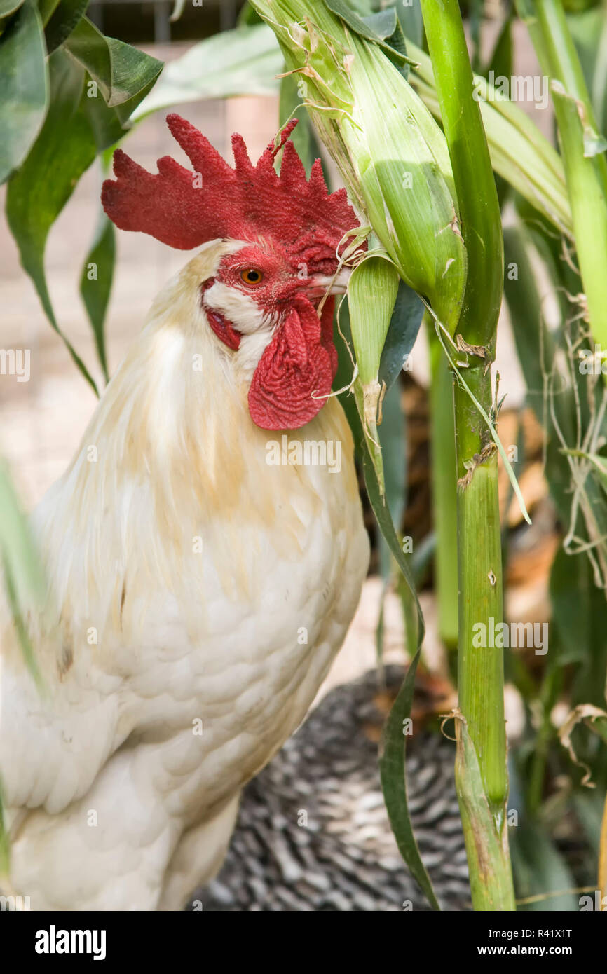 Issaquah, Washington State, USA. White Leghorn rooster eating an ear of ...