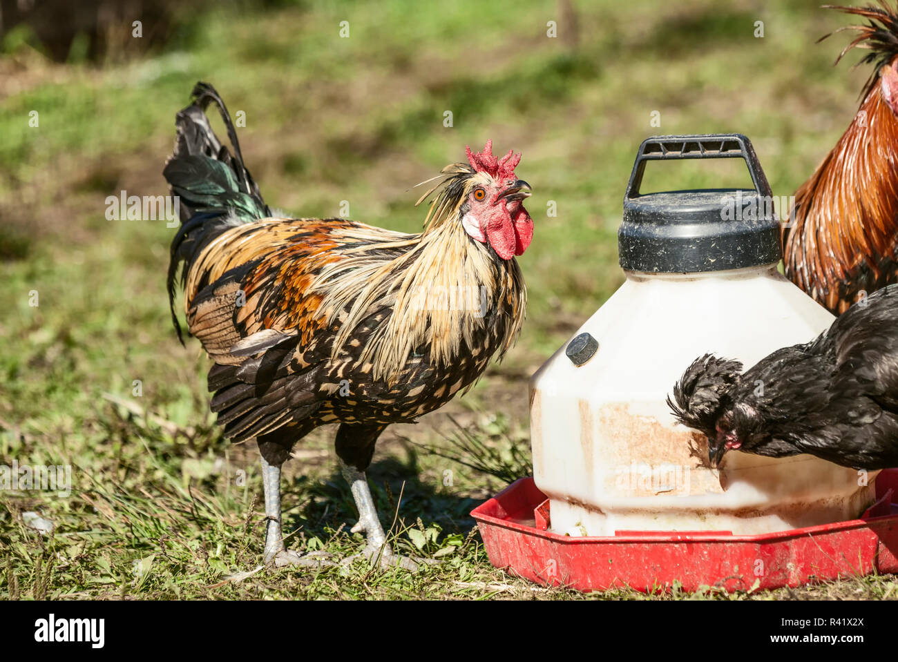 Carnation, Washington State, USA. Golden Laced Polish rooster at a ...