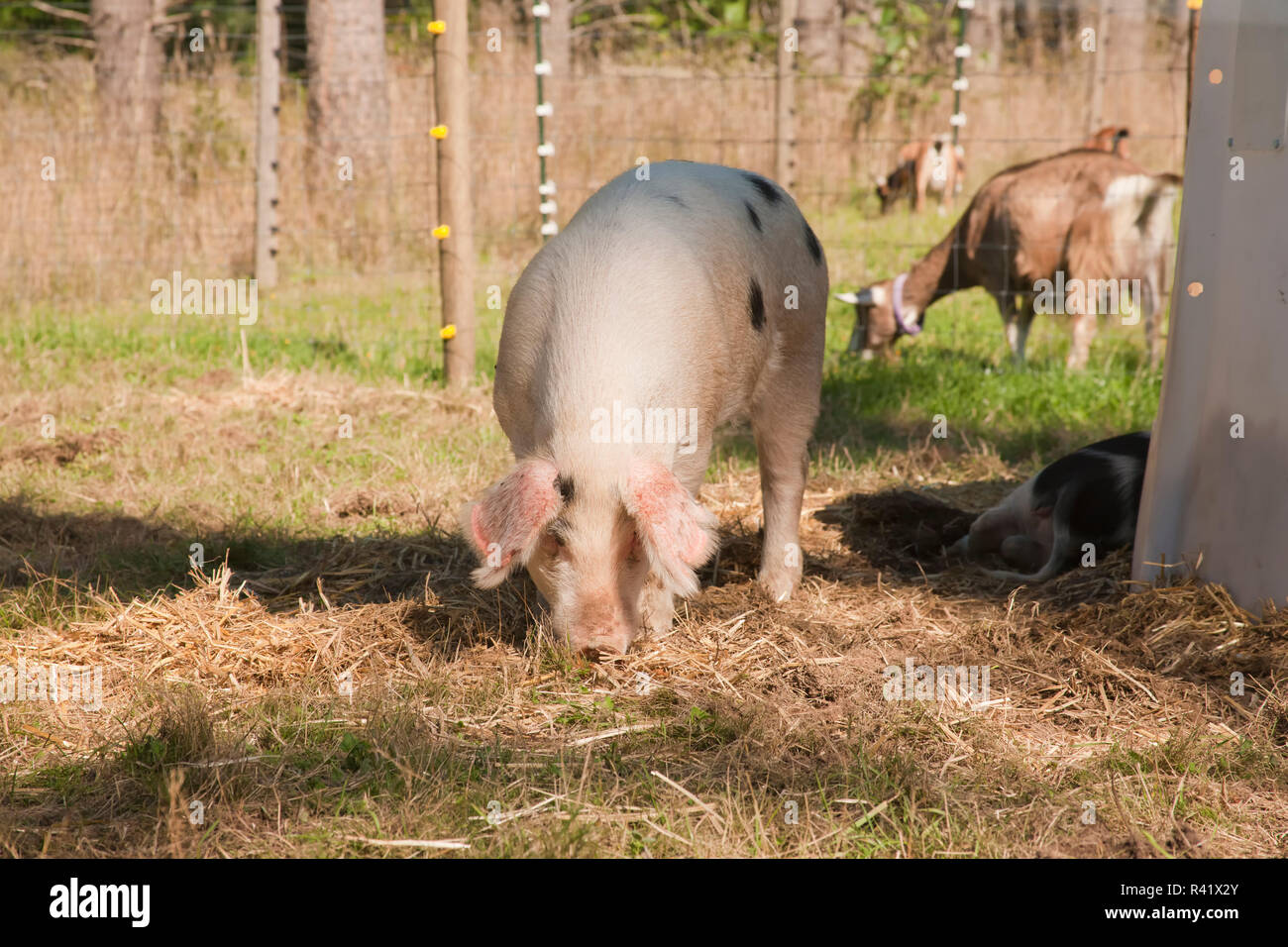 Gloucestershire old spots pig hi-res stock photography and images - Alamy