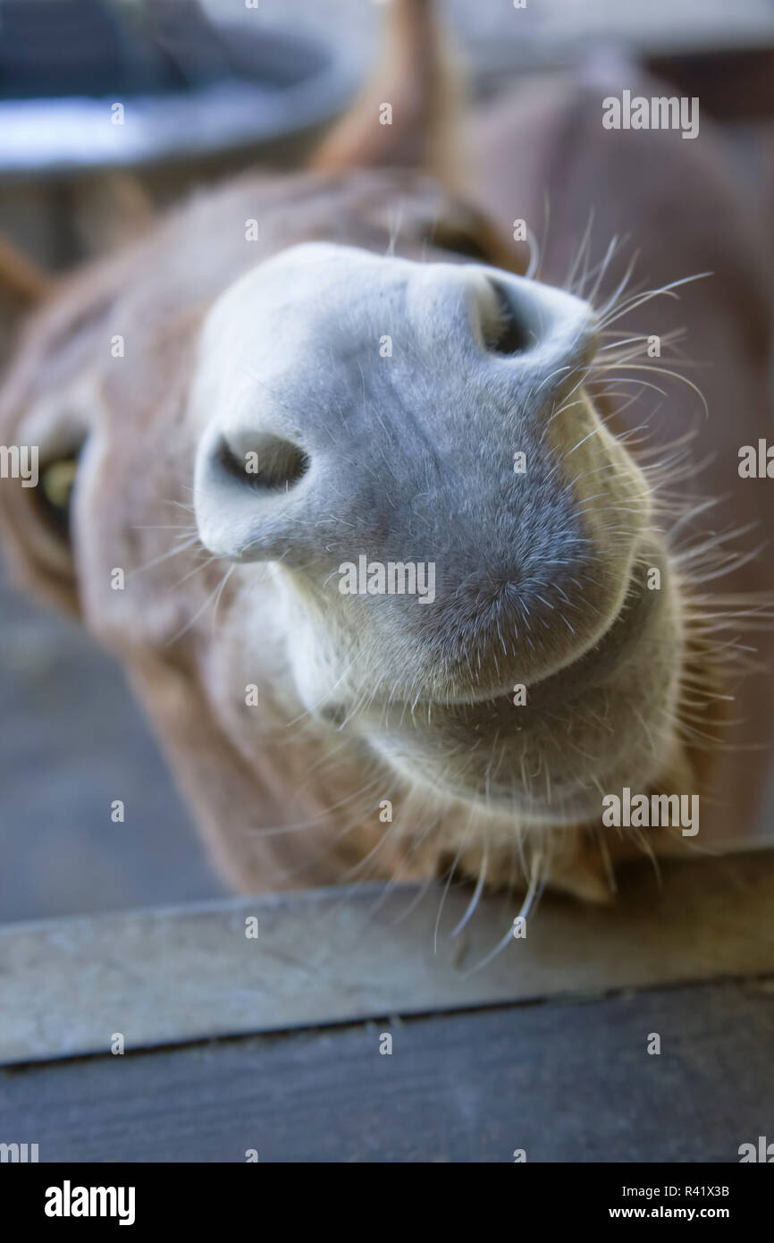 Female donkey jenny hi-res stock photography and images - Alamy