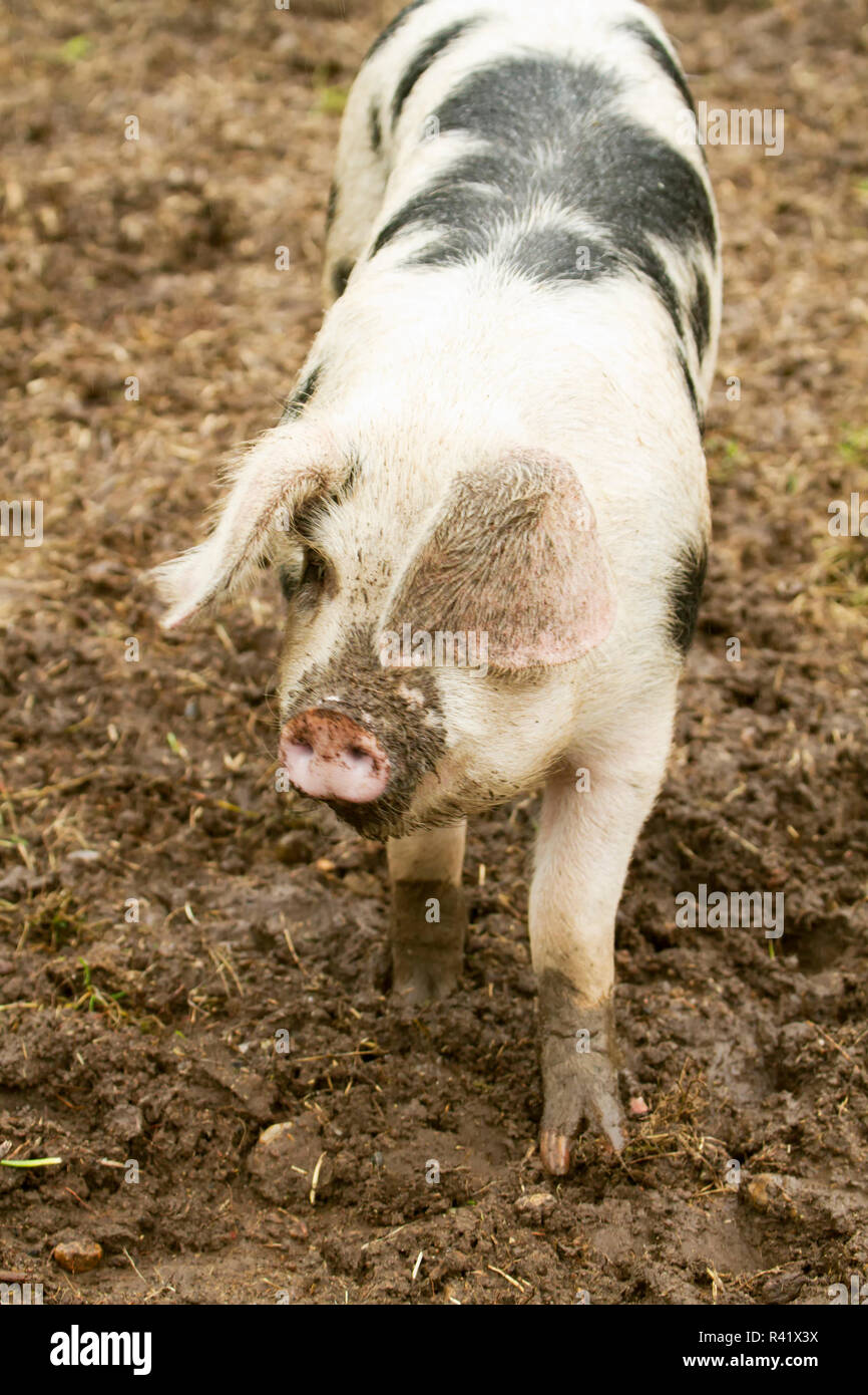 Pig walking hi-res stock photography and images - Alamy