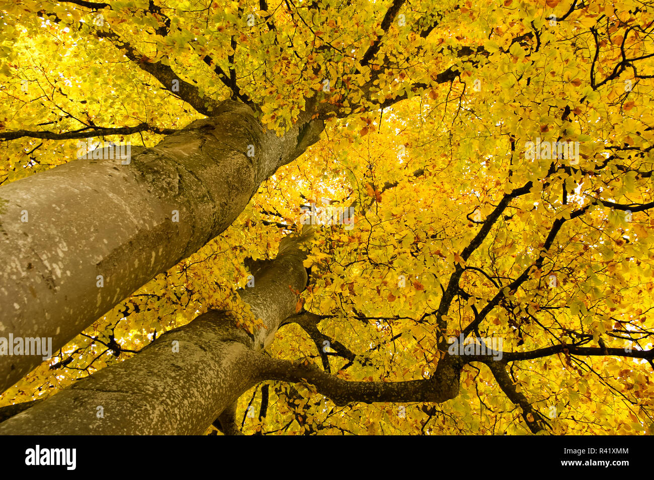 Goldener october hi-res stock photography and images - Alamy